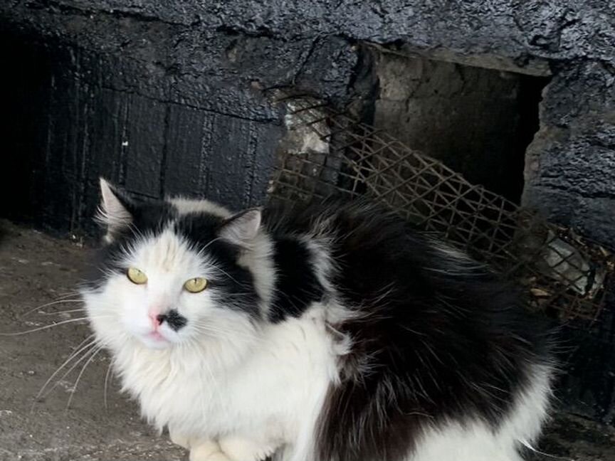 Котика выбросили