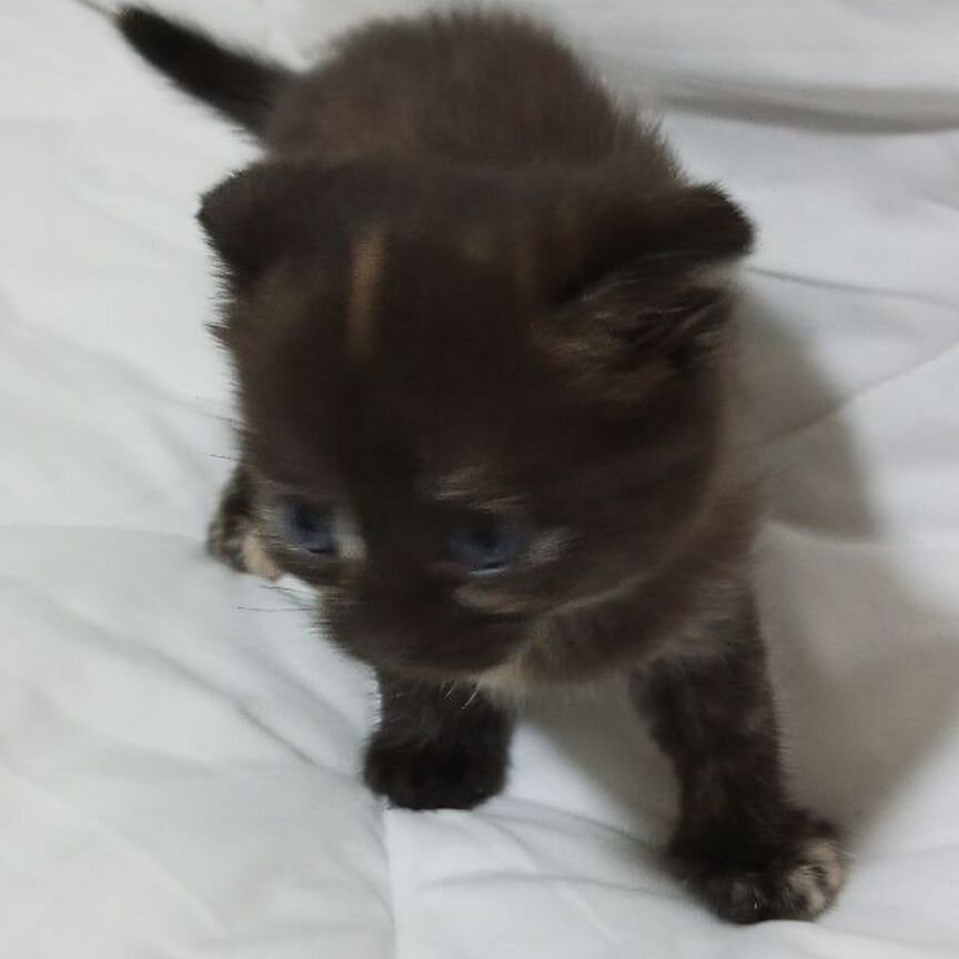 Шотландский вислоухий короткошёрстный котёнок
