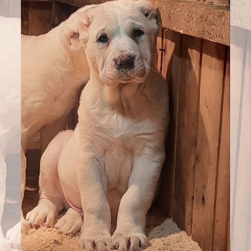 Среднеазиатская овчарка, щенок