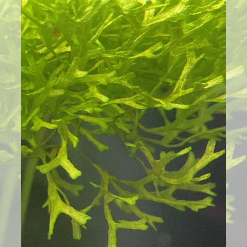 Аквариумные растения и рыбки