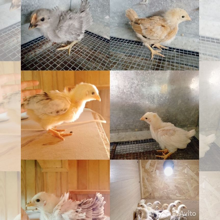 Цыплята несушки