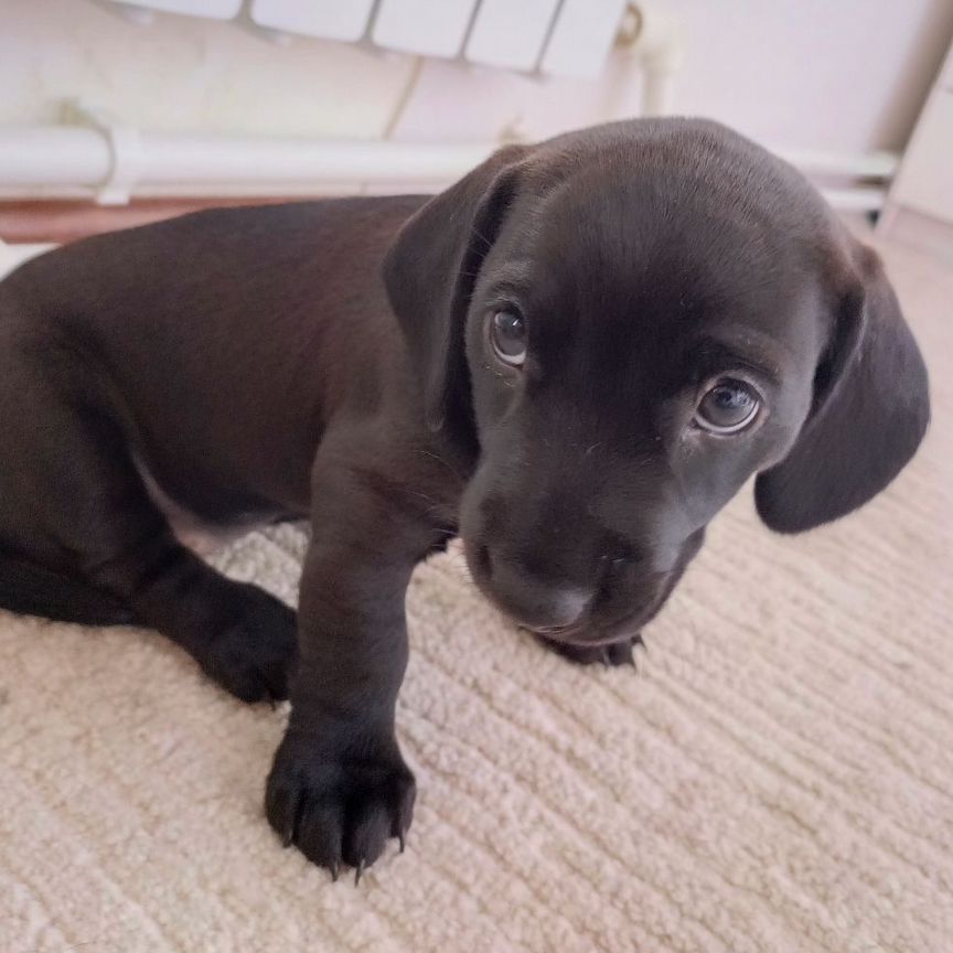 Такса, щенок