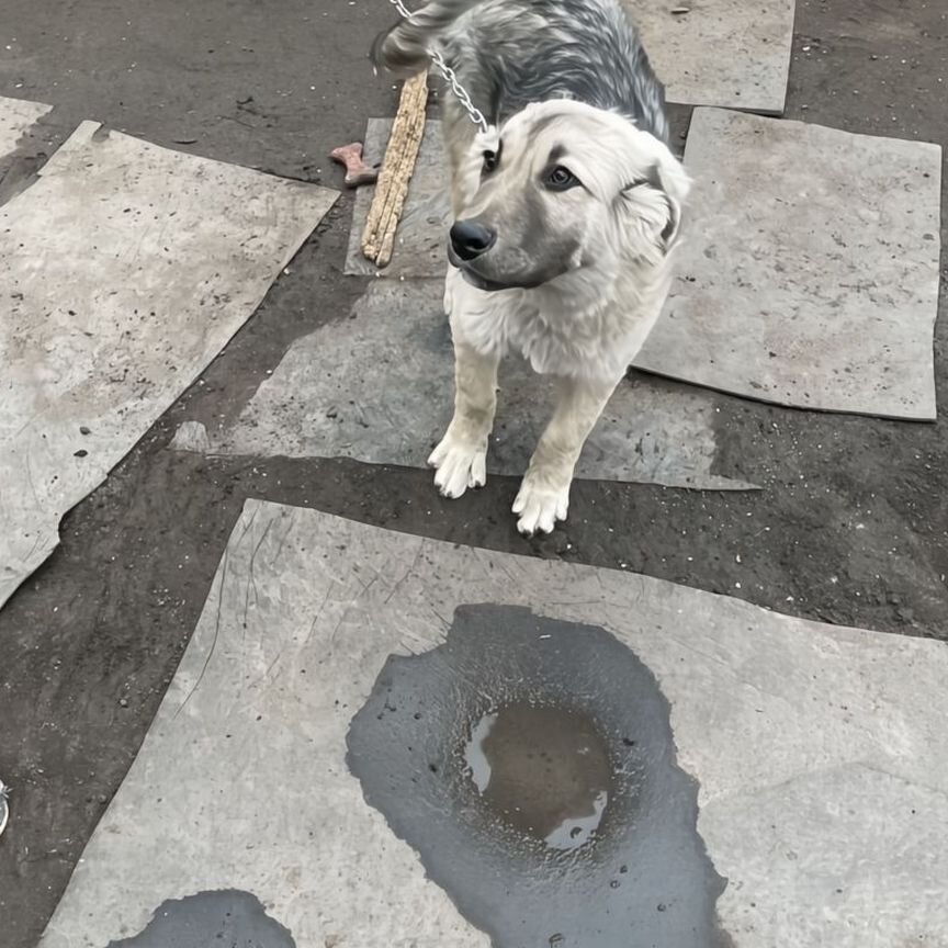 Среднеазиатская овчарка, щенок