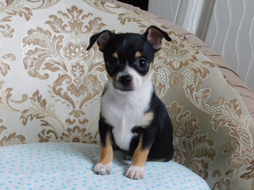 Щенки чихуахуа