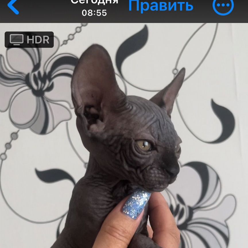 Донской сфинкс котята