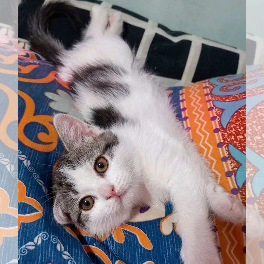 Котёнок от частного владельца