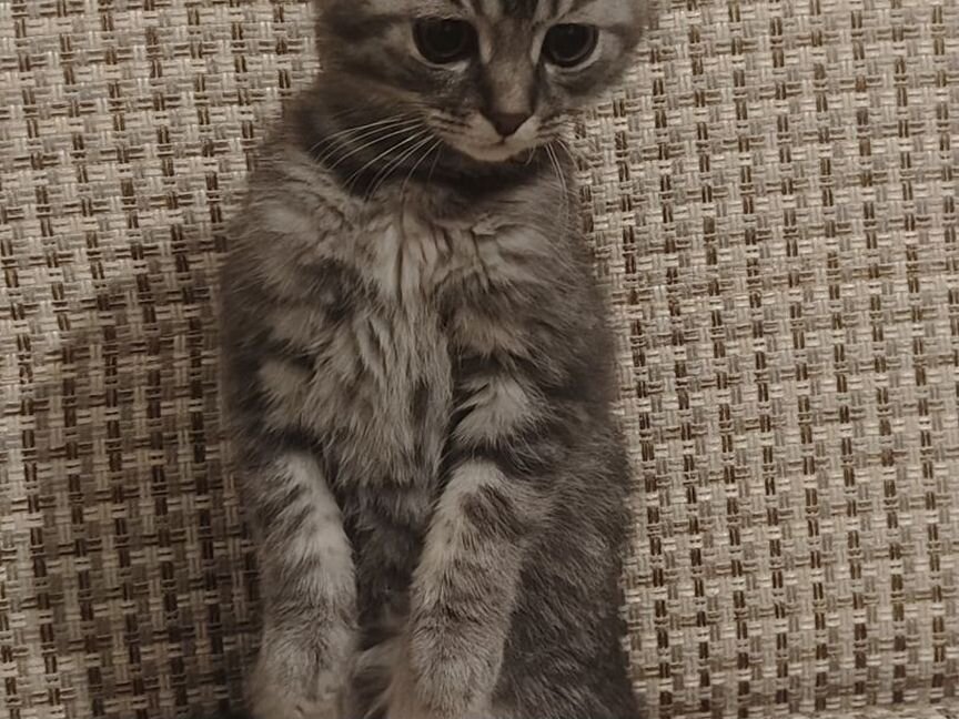 Шотландский вислоухий кот