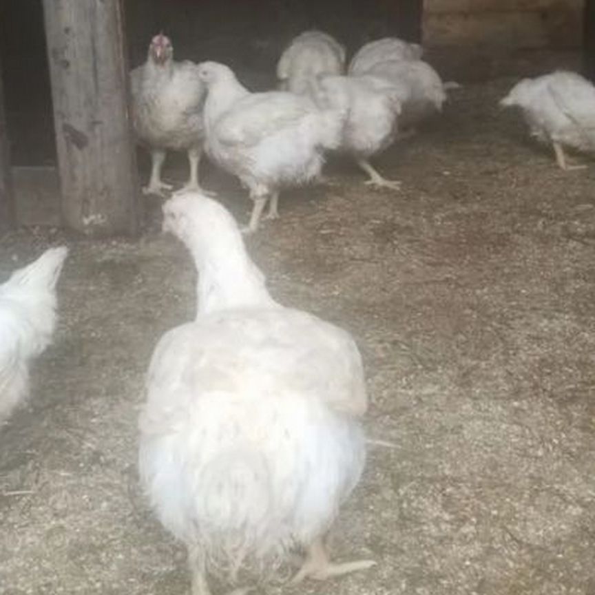 Куры бройлеры тушки мясо