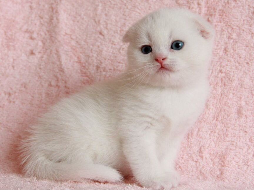 Шотландские белоснежные котята