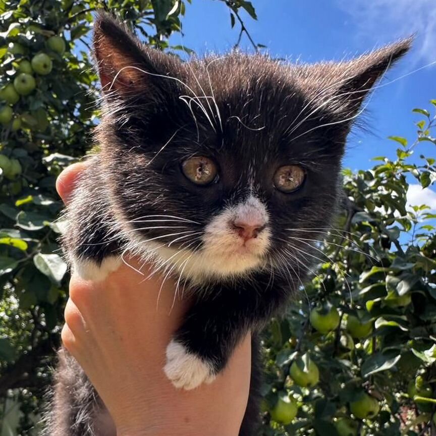 Котята в добрые руки 2 месяца