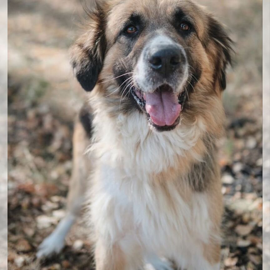 Собака Люся в поиске хозяев