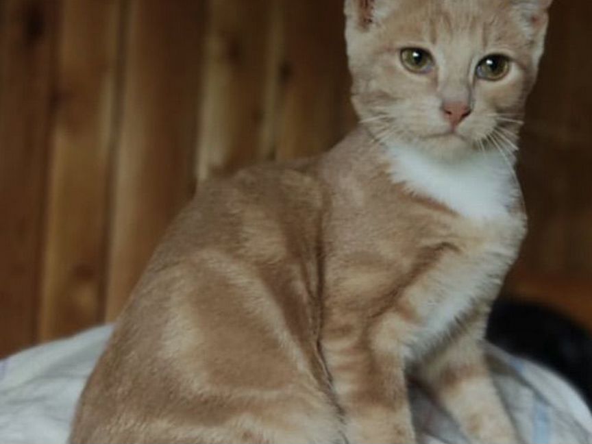 Рыжая красавица котенок 4,5 мес. в дар