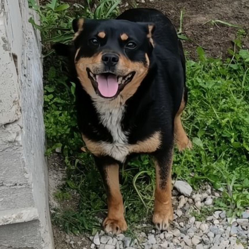 Взрослая собака в добрые руки