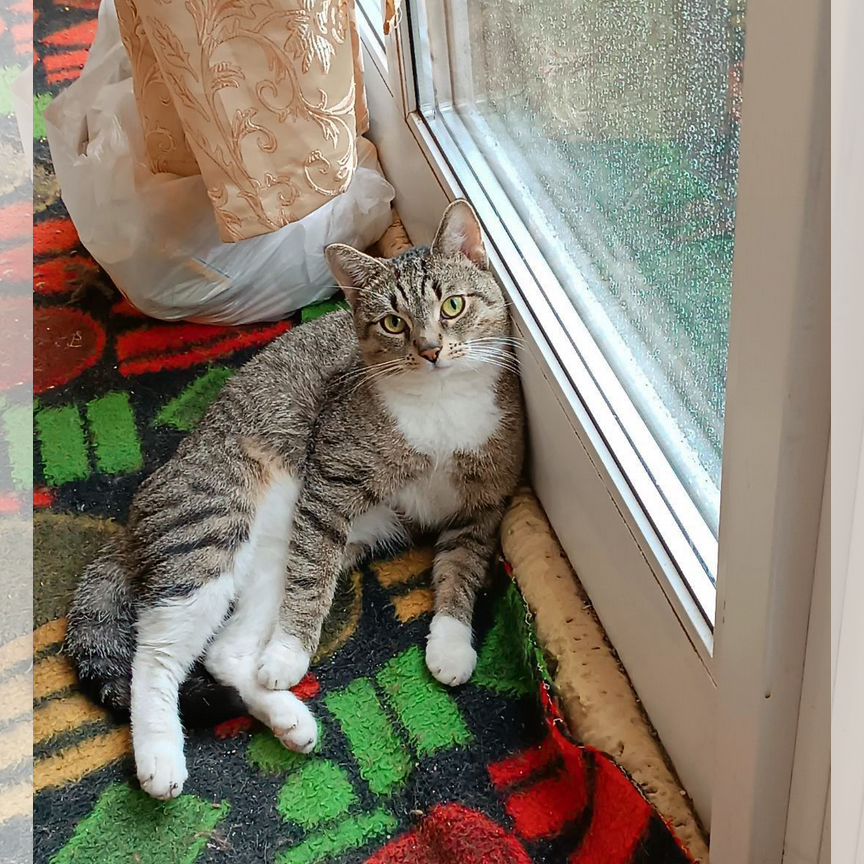Отдам котов в добрые руки, Кострированые