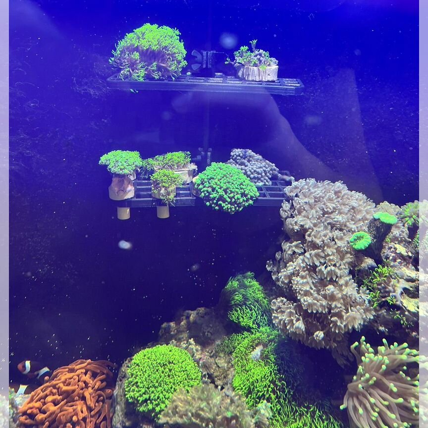 Морские кораллы