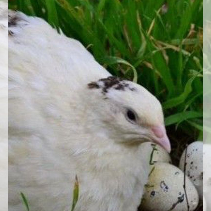 Перепелки несушки