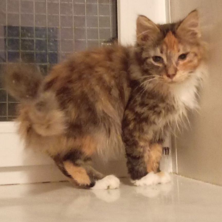 Котёнок в добрые руки