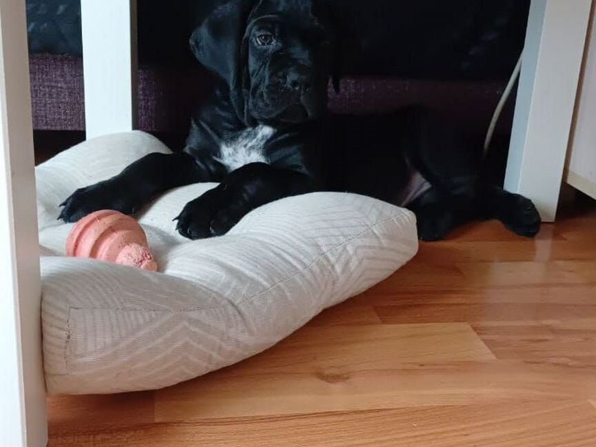 Щенок кане корсо