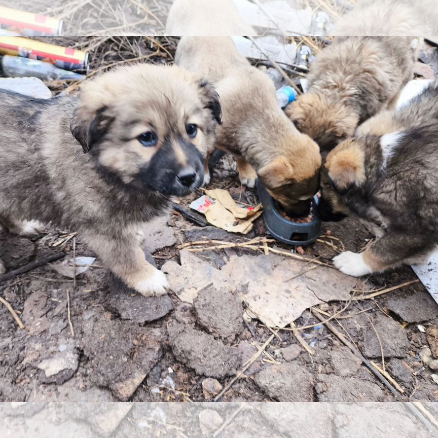 Щенки смертиники в поиске дома