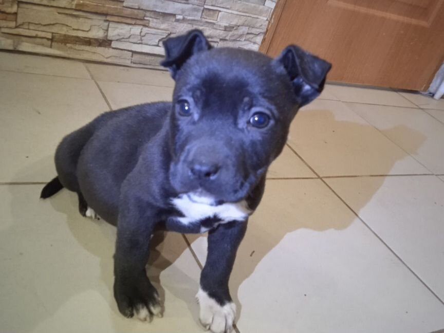 Стаффордширский терьер