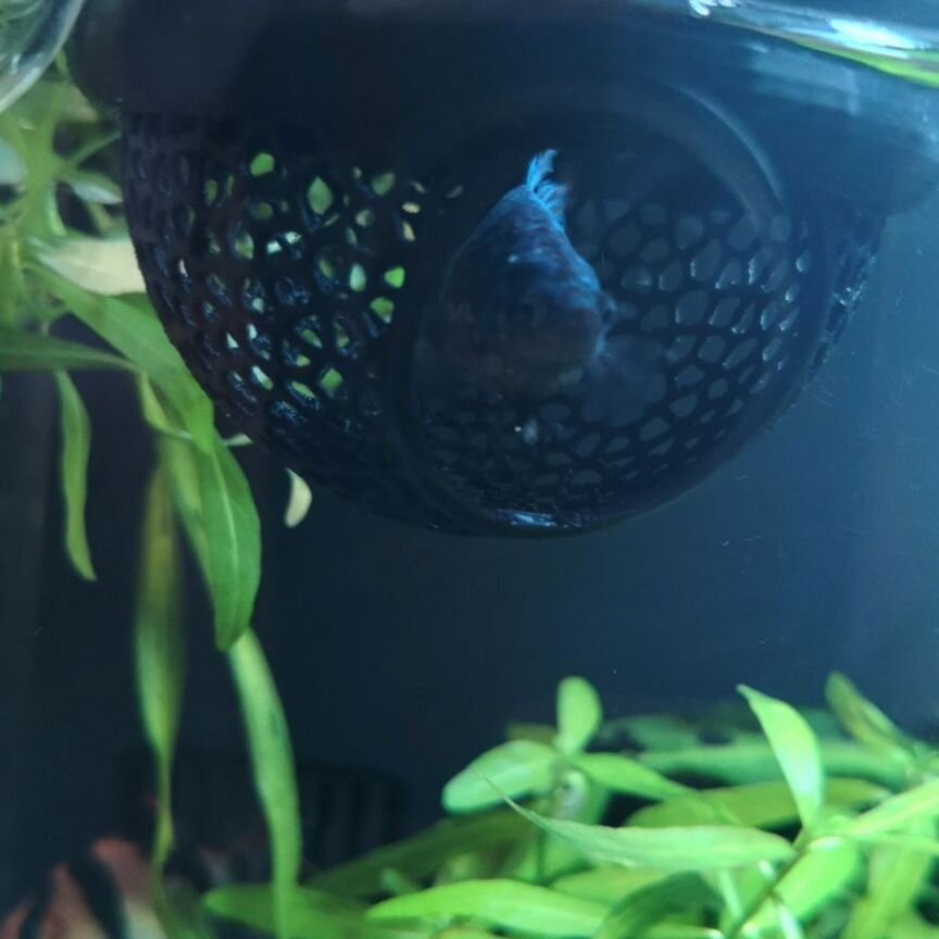 Плавающий дом для петушка