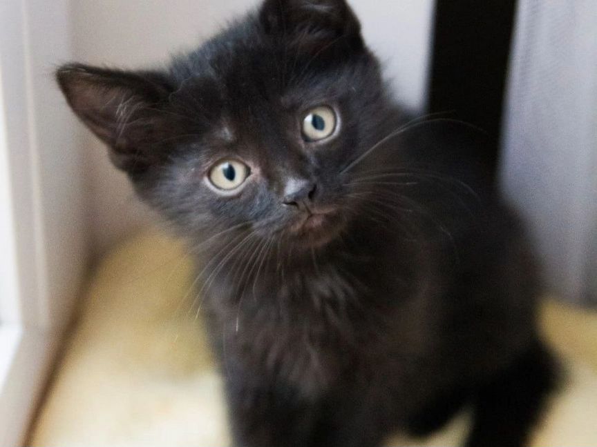 Корсик мальчик 1.5 мес