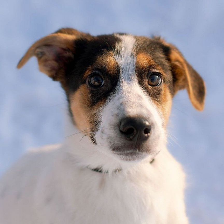 Щенок в добрые руки