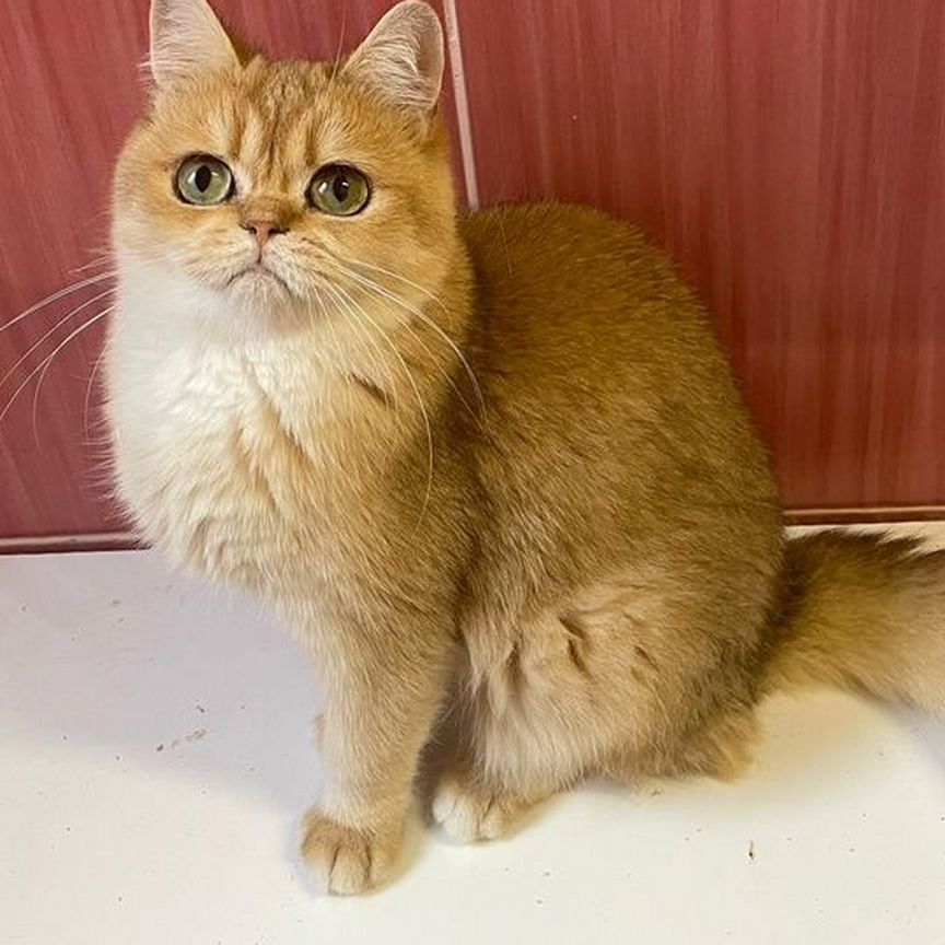 Кошечка золотая шиншилла