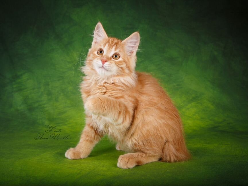 Клубная девочка Офира