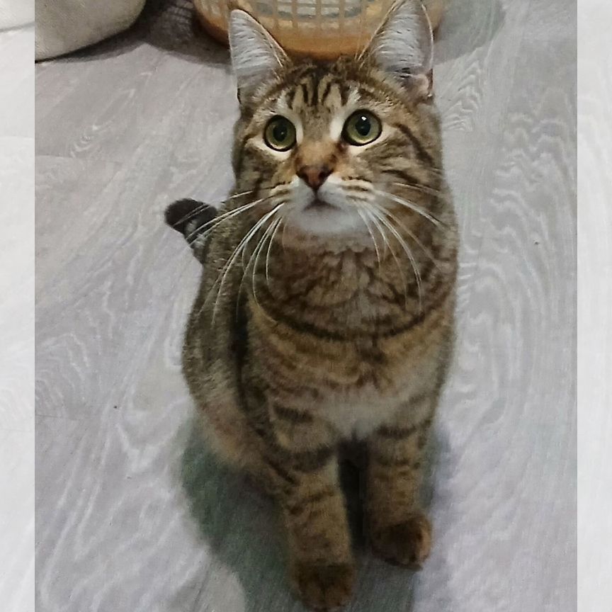 Взрослая, кошка в добрые руки