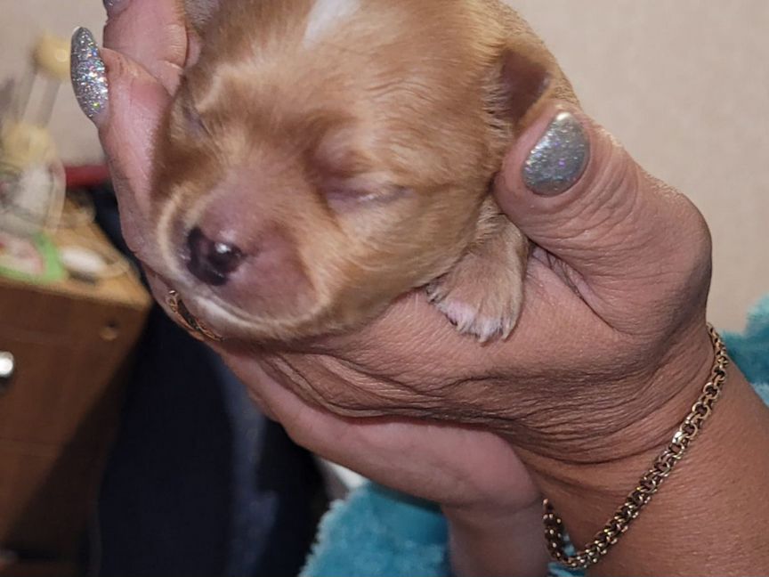 Собаки щенки маленькой породы