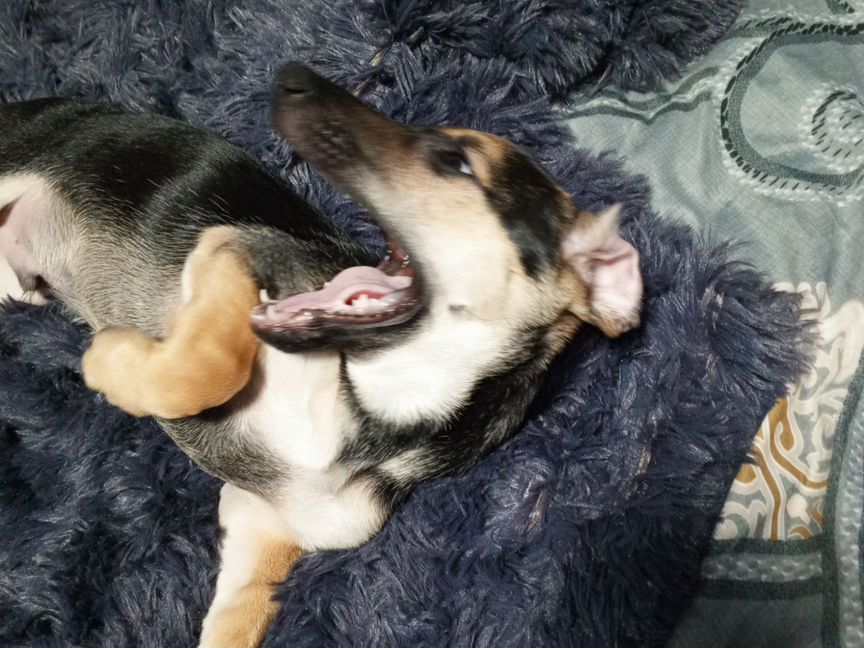 Такса помесь дворняги