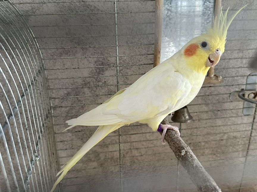 Попугай корелла