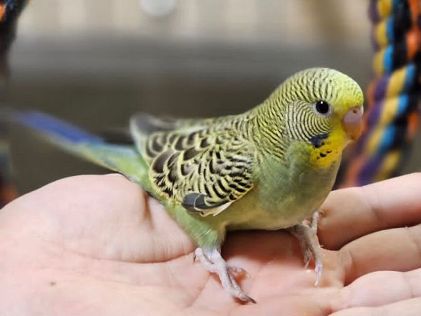 Птенцы волнистики