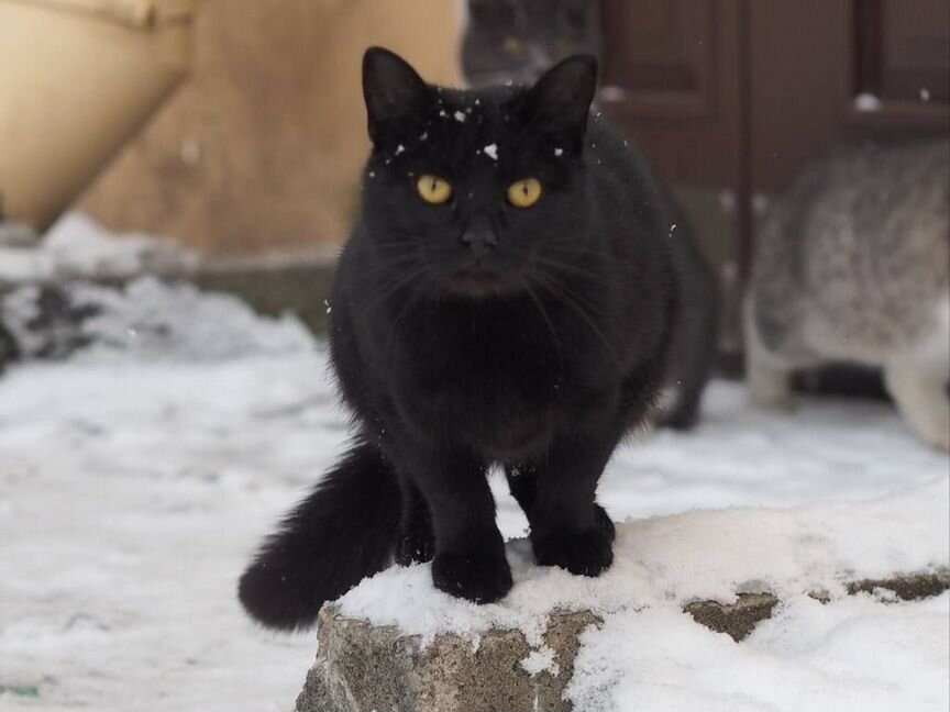 Подросток котёнок спасена с улицы