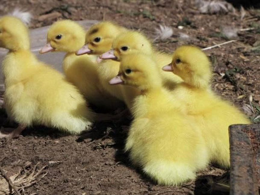 Продам домашних индоутят