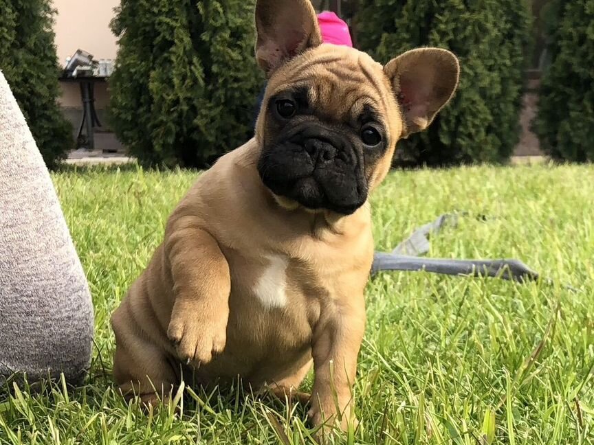 Французкий Бульдог РКФ щенки