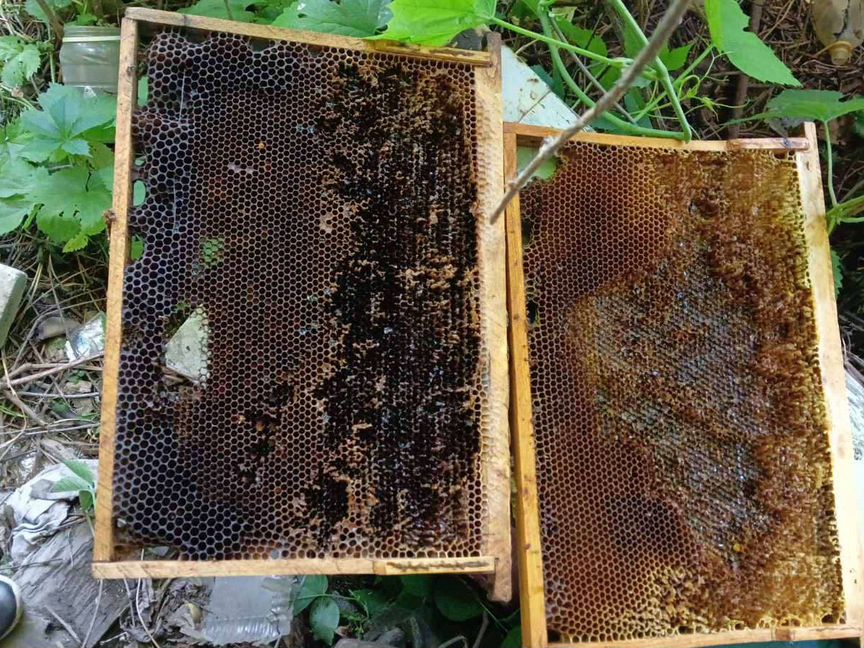 Продам 12-рамочные улья и сушь