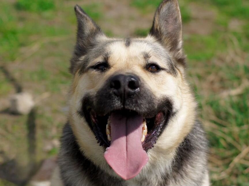 Метис овчарки Майк с широкой улыбкой из приюта