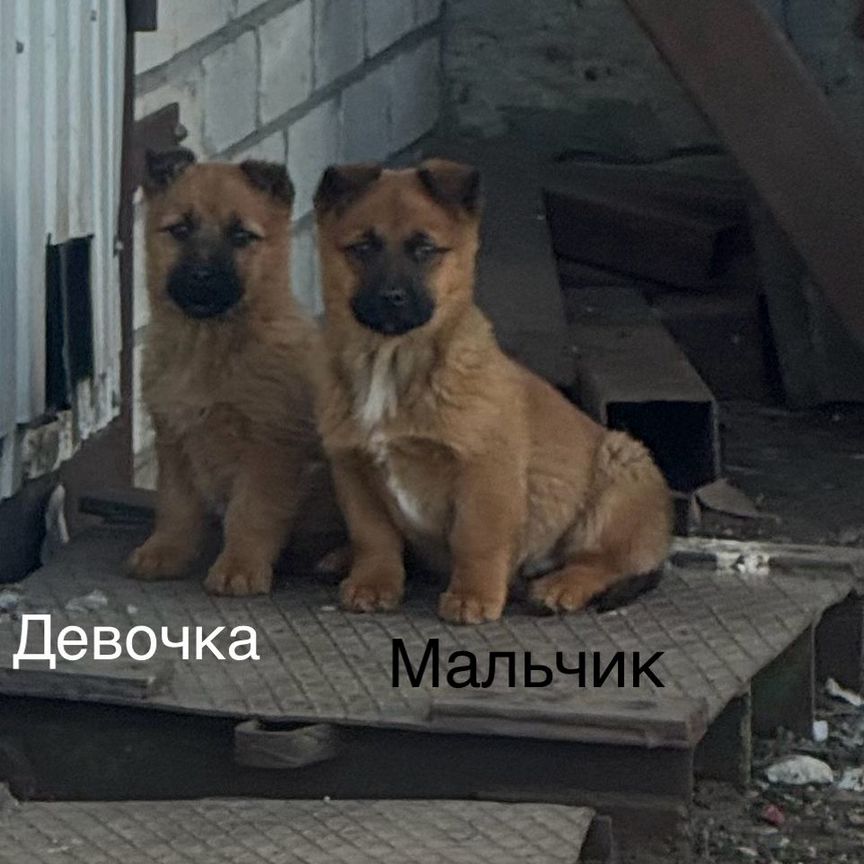 Щенки 4-5 мес, уличные, мальчик и девочка
