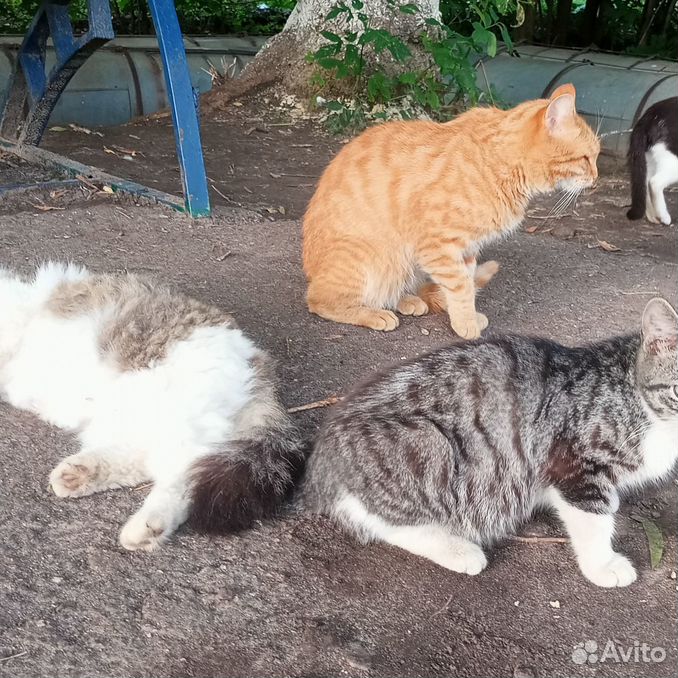 Бездомные кошки ищут дом