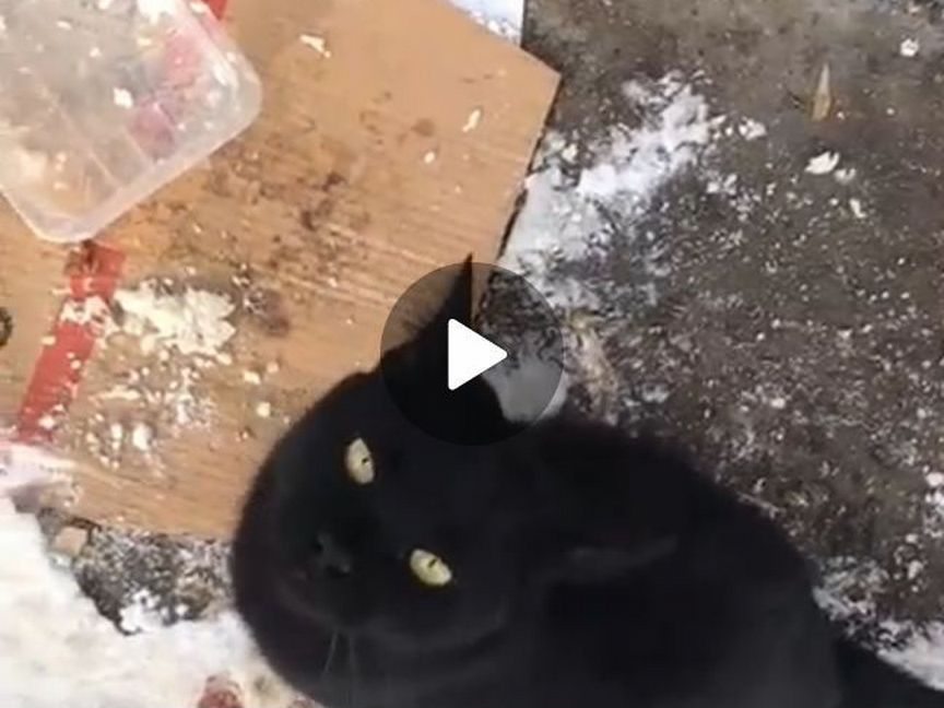 Кошка пантера