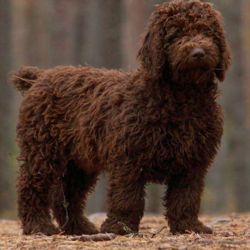 Щенки испанской водяной собаки