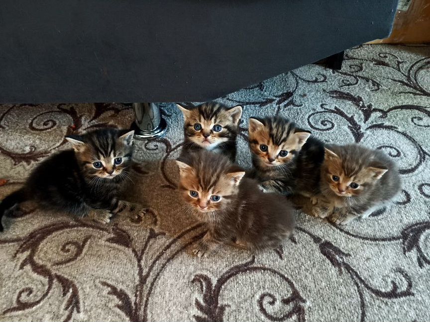 Шотландская прямоухая кошка