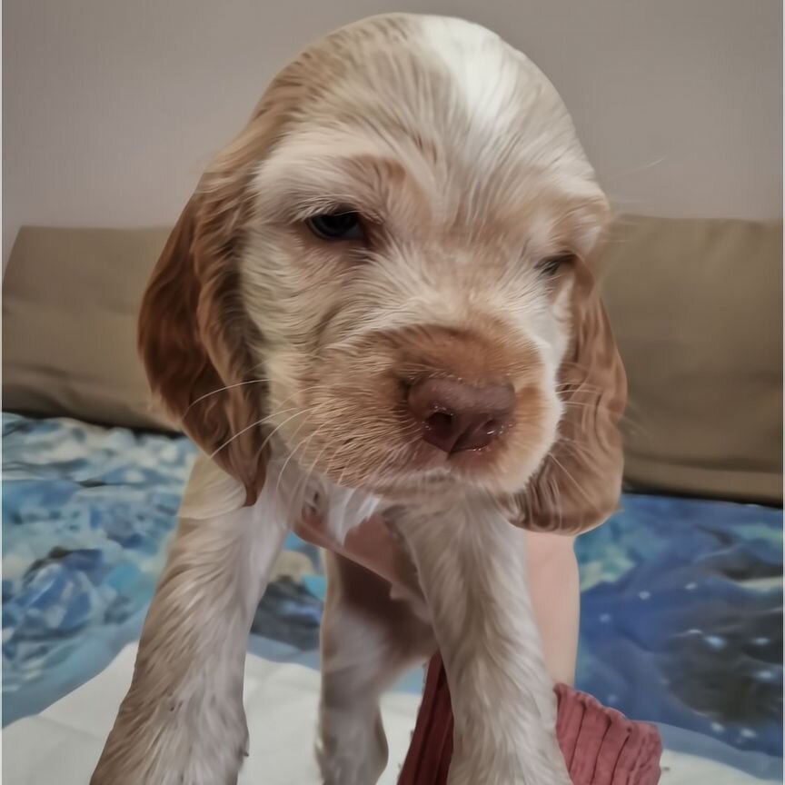 Русский охотничий спаниель, щенок