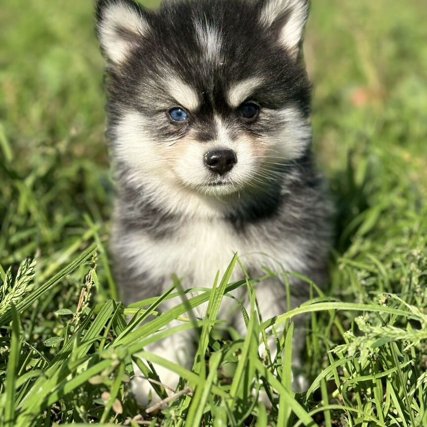 Щенки Помски