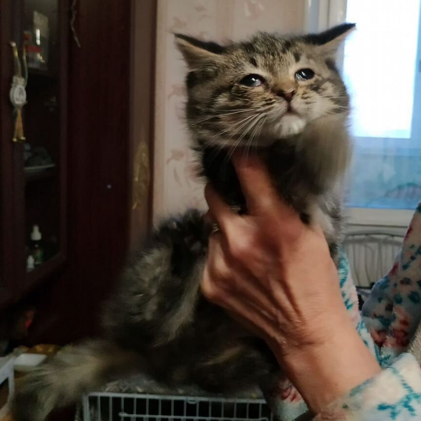Котята