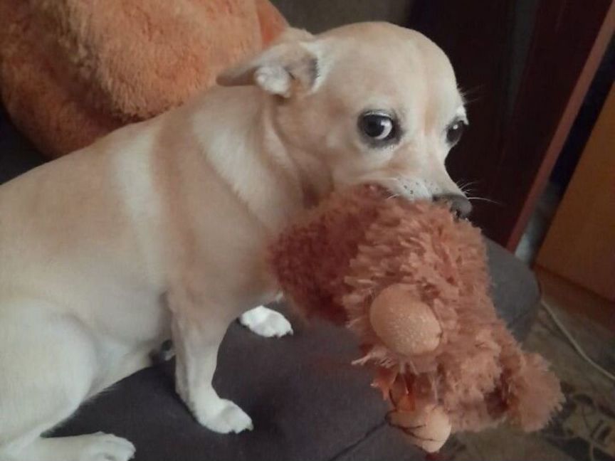 Маленькая милая собачка