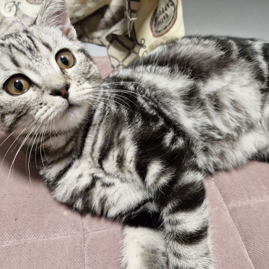 Отдам котика, мальчик, 3 месяца, Британ