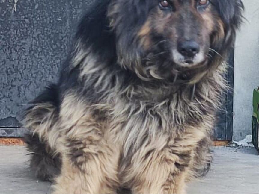 Найдена собака овчарка